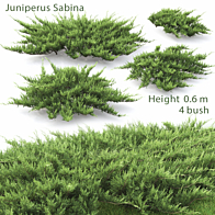 Juniperus ( Можжевельник) - 3D Models Collection