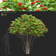 Large square bush - Bush - 3D model