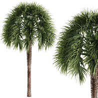 animated palm tree - Tree - 3D model