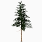 Larch - Tree - 3D model