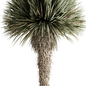 Outdoor Plants 577 - Yuka Tree - Outdoor - 3D model