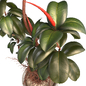 Bonsai Jungle Ficus Elastica Rubber Tree 338 - Indoor - 3D model