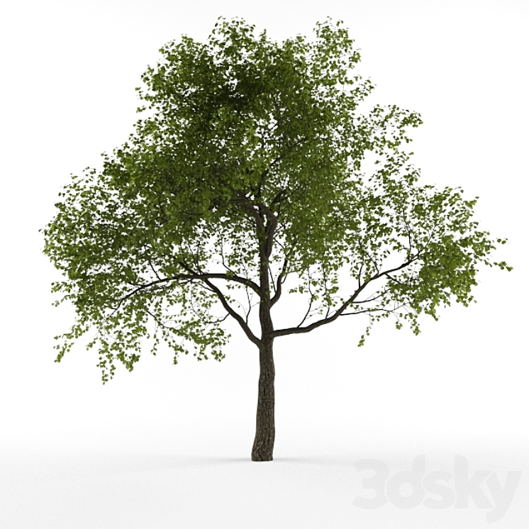 Tree - Tree - 3D model