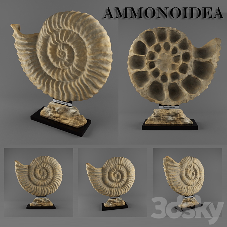 Ammonoidea - Other decorative objects - 3D model