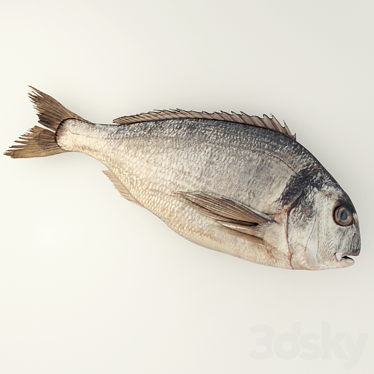 Raw Sea Bream Fish - Food and drinks - 3D model