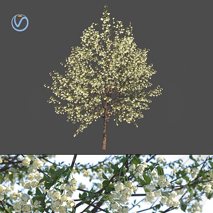 Prunus avium plena - Tree - 3D model