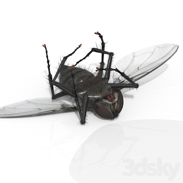 The Fly - Creature - 3D model