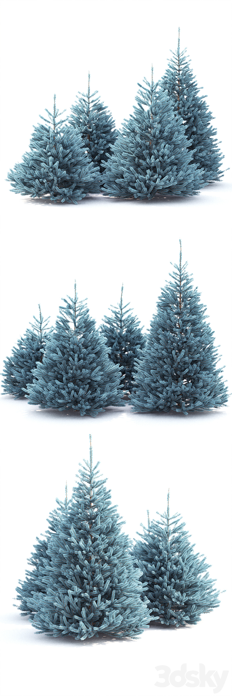 Spruce - Tree - 3D model