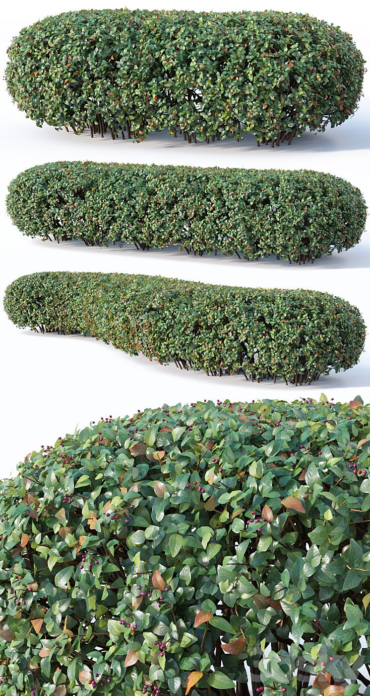 Cotoneaster lucidus # 9. Wide customizable hedge - Bush - 3D model