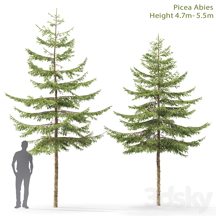 Spruce - Tree - 3D model