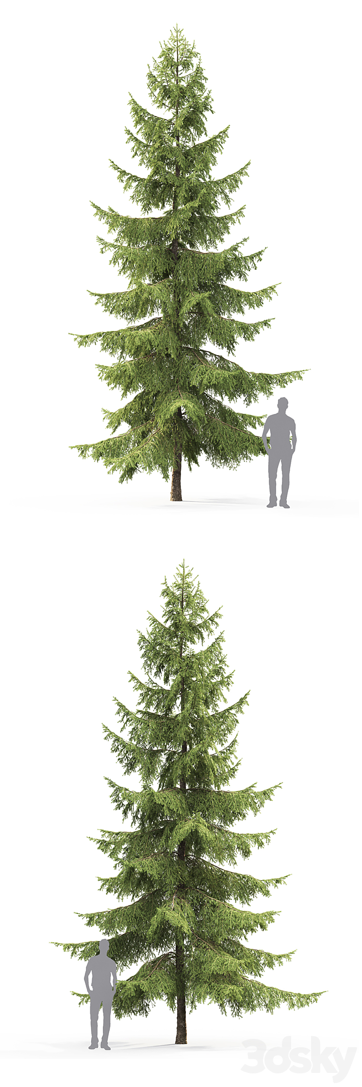 Spruce - Tree - 3D model