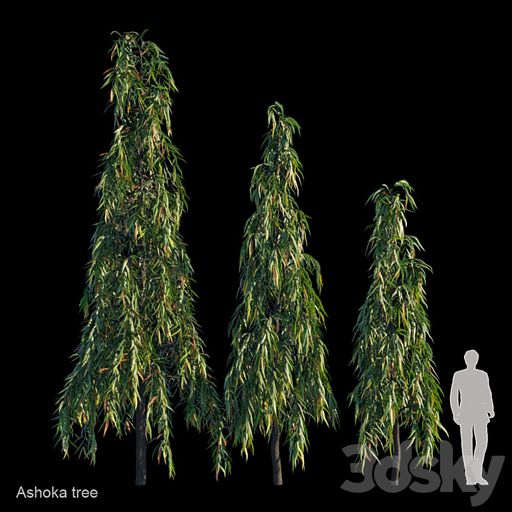 Polyalthia longifolia - Tree - 3D model