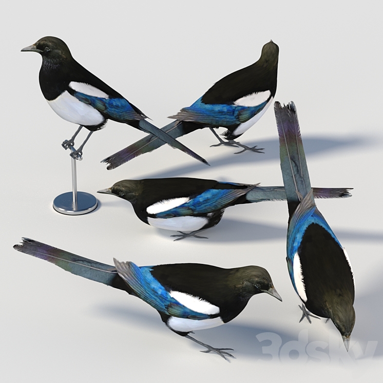 Eurasian (Common) Magpie - 3D model