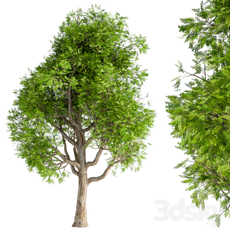 Japanese tree green - Outdoor - 3D model
