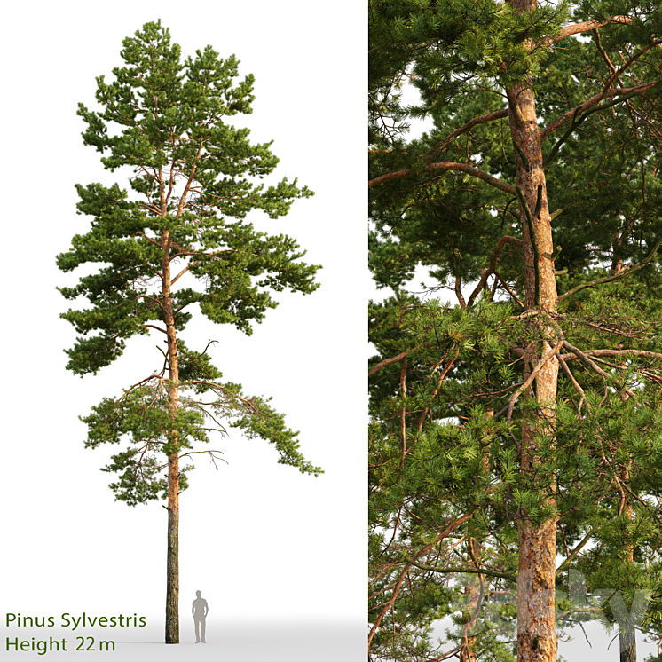 Pine - Tree - 3D model