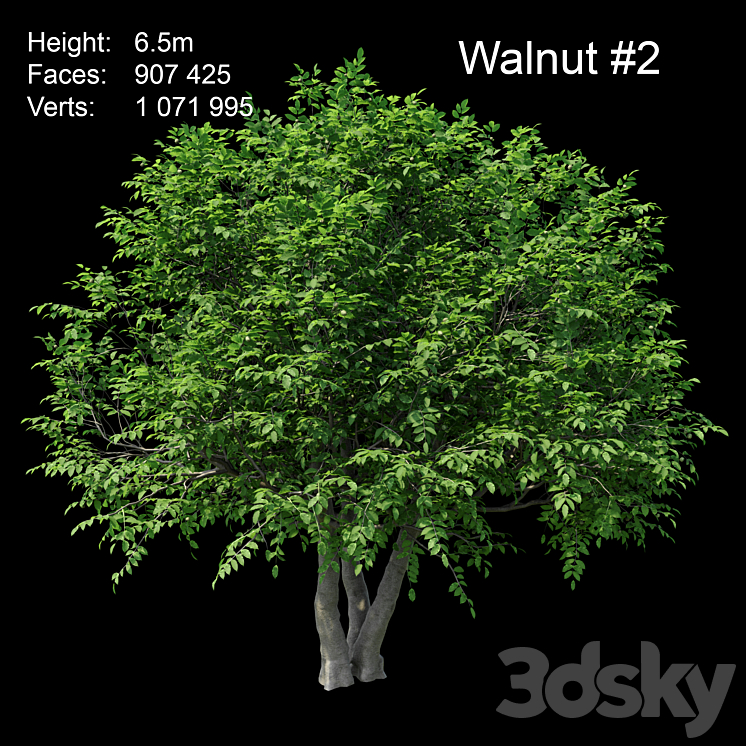 Walnut - Tree - 3D model