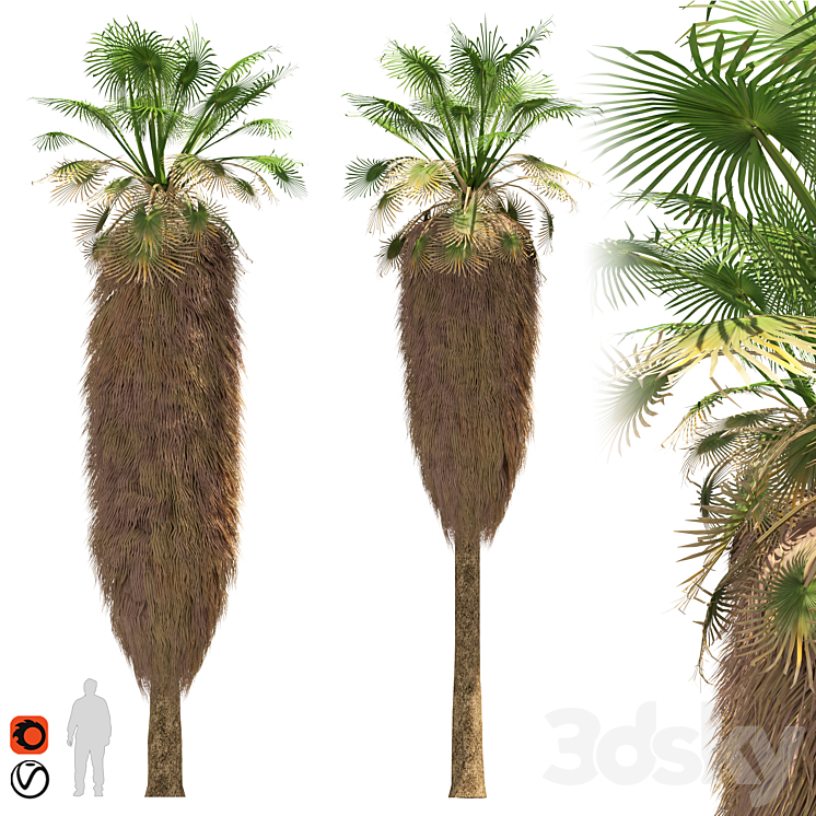 Palm tree - Tree - 3D model