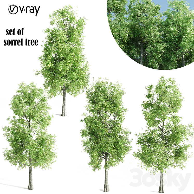 Sorrel tree - Tree - 3D model