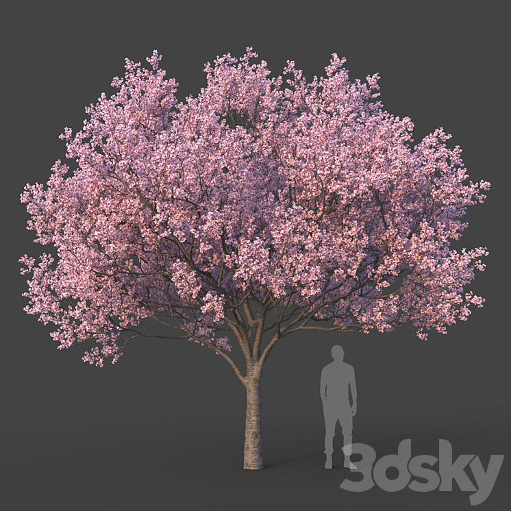 Sakura 01 - Tree - 3D model