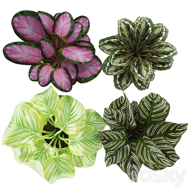 calathea Collection 3 - 3D model