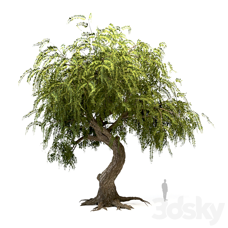 Weeping beech tree - Tree - 3D model