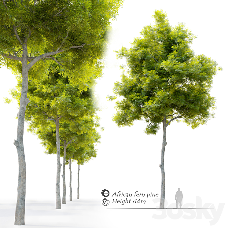 African Fern Pine Afrocarpus Falcatus Tree 3d Model
