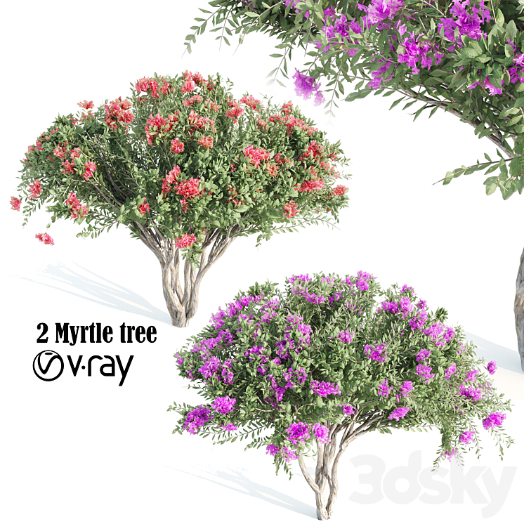 2Myrtle tree vray - Tree - 3D model