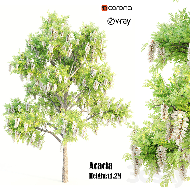 acacia tree - Tree - 3D model