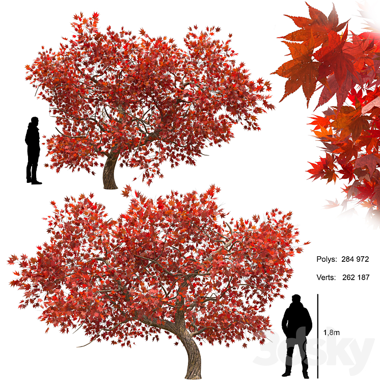 Japanese Maple Tree 02 - Tree - 3D model