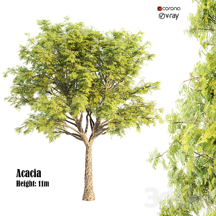 acacia - Tree - 3D model