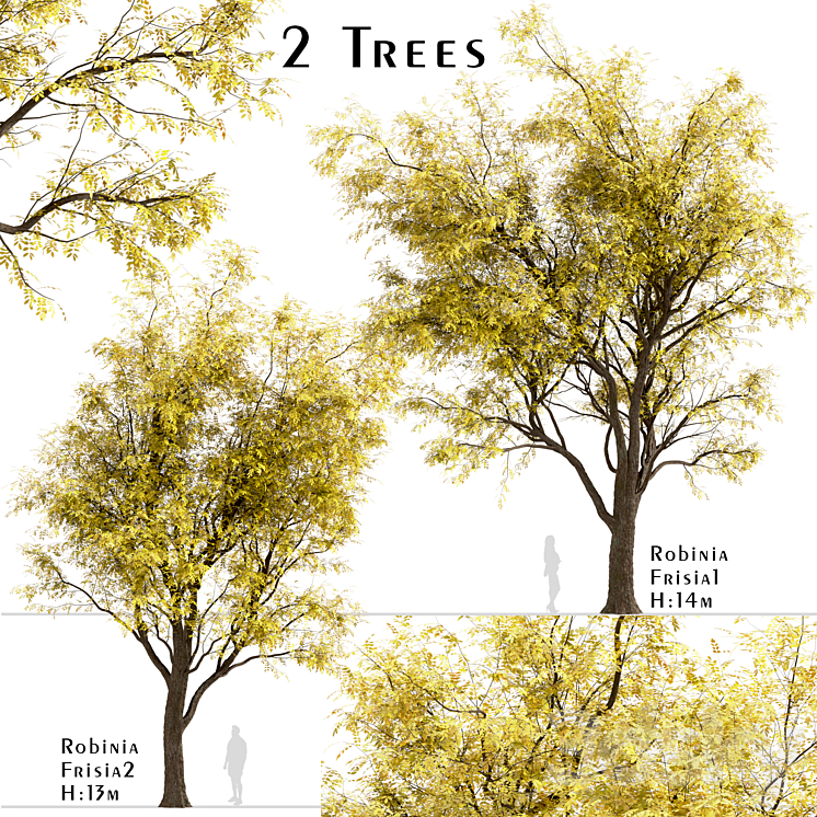Set of Robinia Pseudoacacia Frisia Trees (Frisia Black Locust) (2 Trees ...
