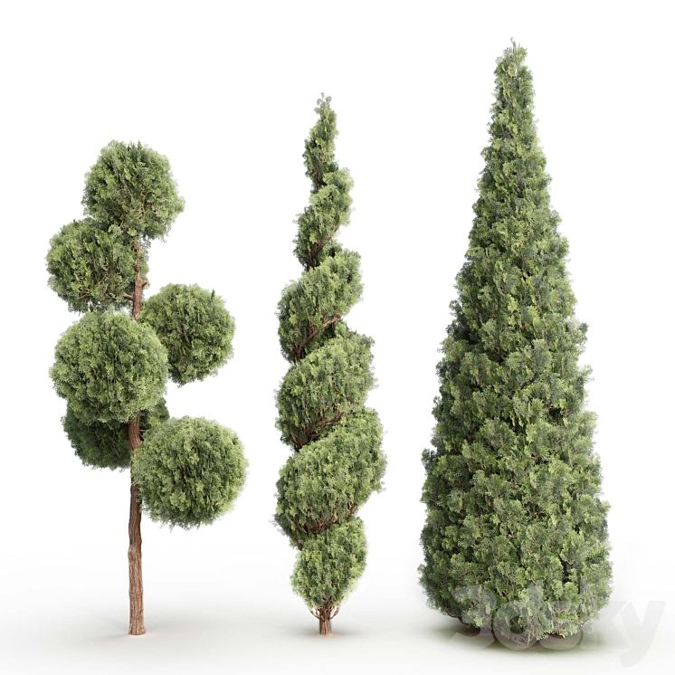 Thuja # 1 (Thuja # 1) - Tree - 3D model