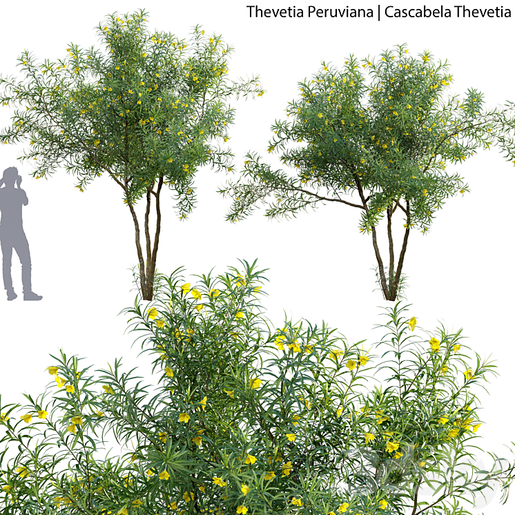 Thevetia Peruviana Tree