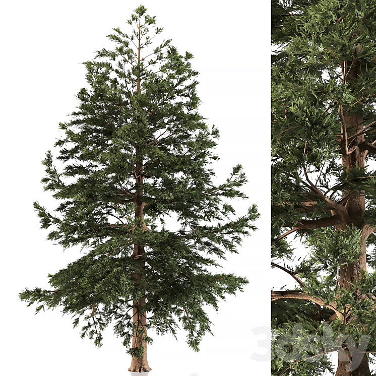 Larix kaempferi tree - Tree - 3D model