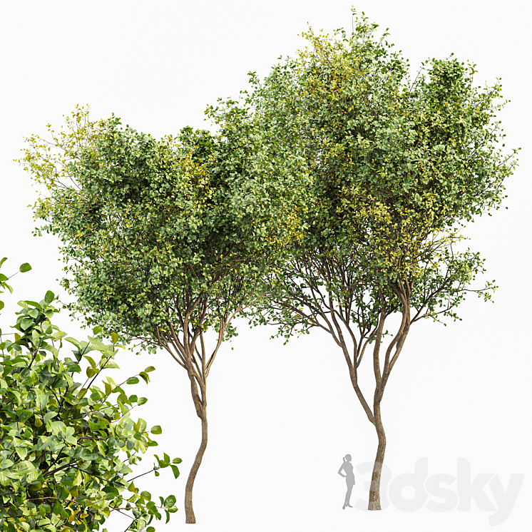 Beautiful 2Trees Bush Leaf - Tree - 3D model