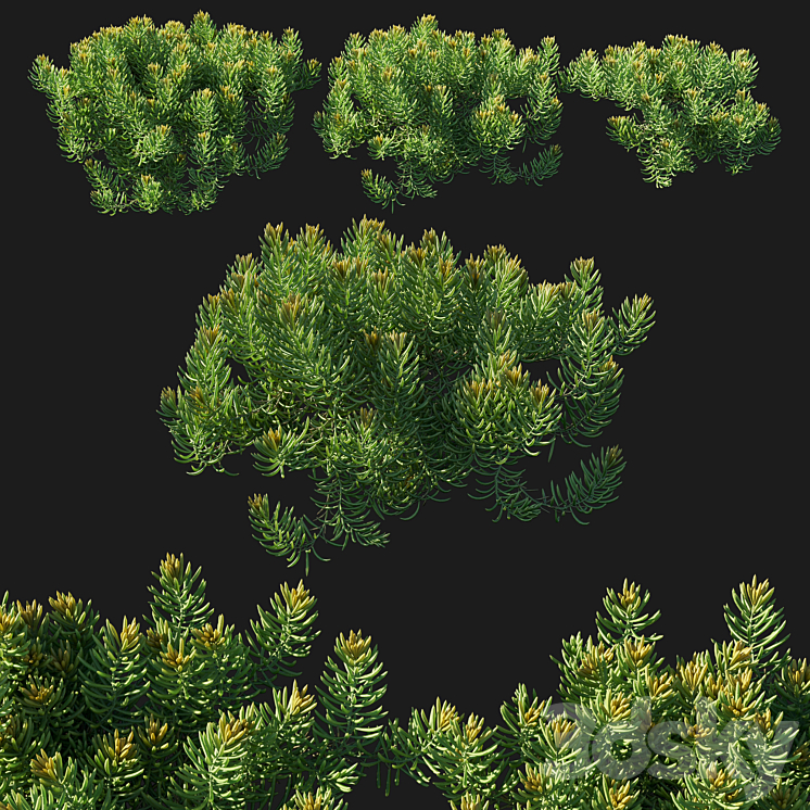 Sedum rupestre Angelina_ Golden sedum 02 - Bush - 3D model