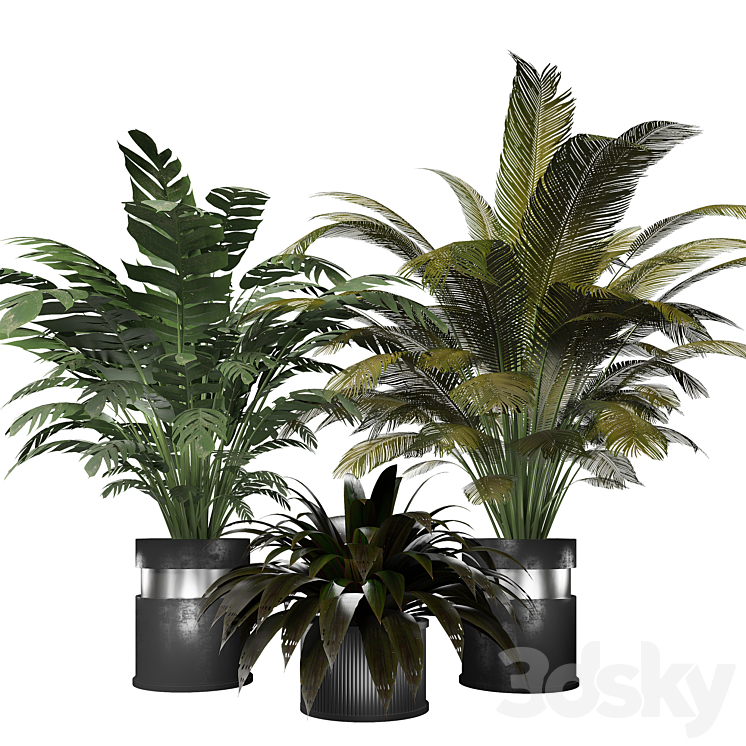 Modern Indoor Tree Png