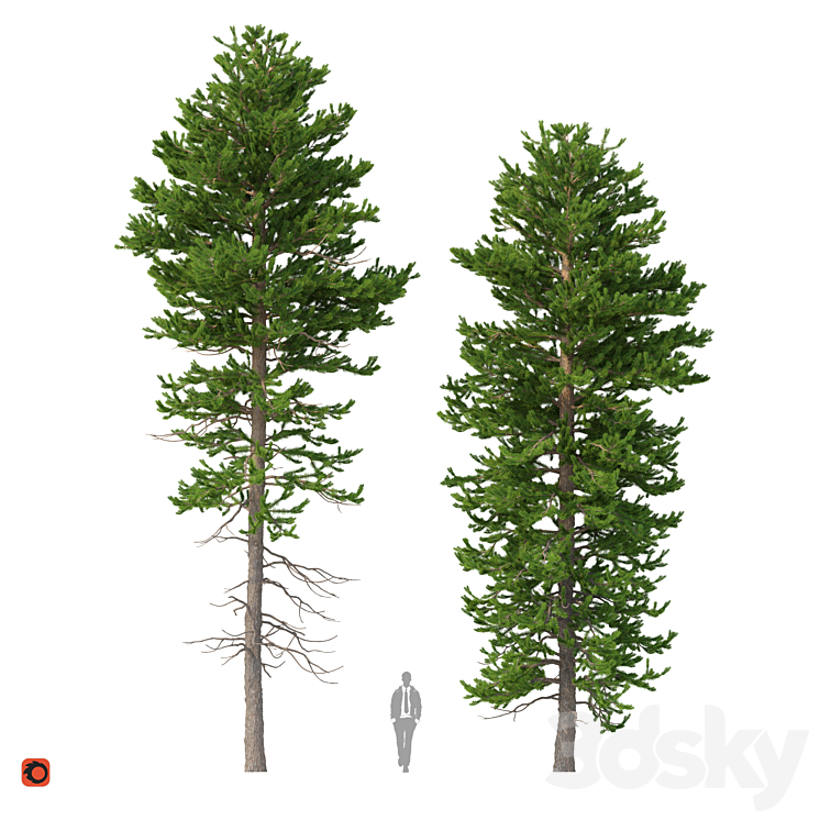 Norway spruce Set 1 Corona - Tree - 3D model