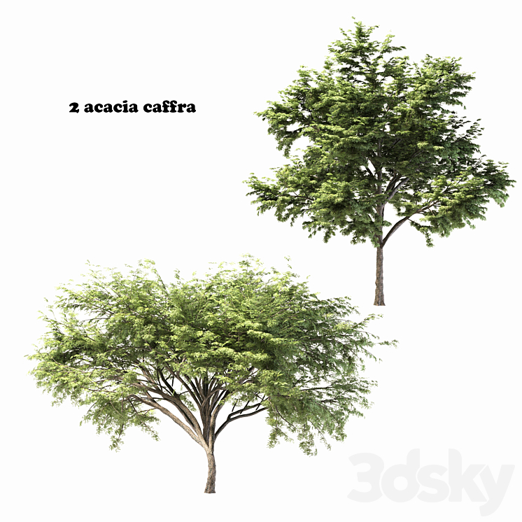 2 acacia - Tree - 3D model