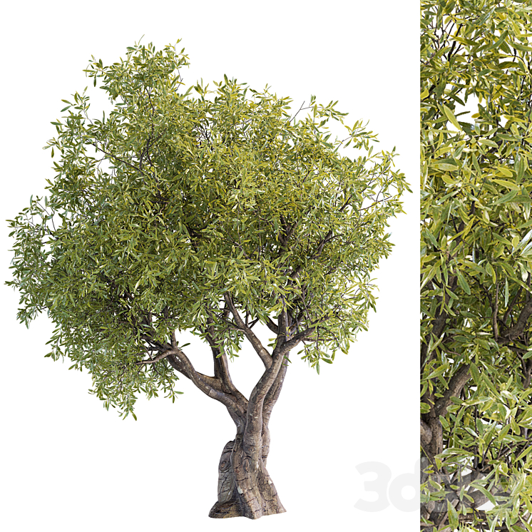 tree 01 - Tree - 3D model