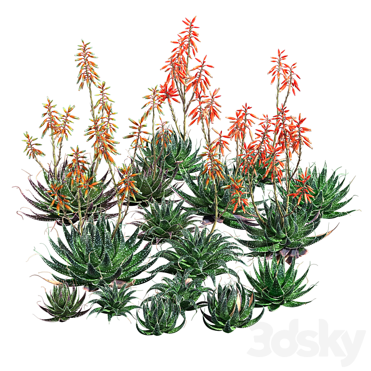 Aloe aristata - Outdoor - 3D model