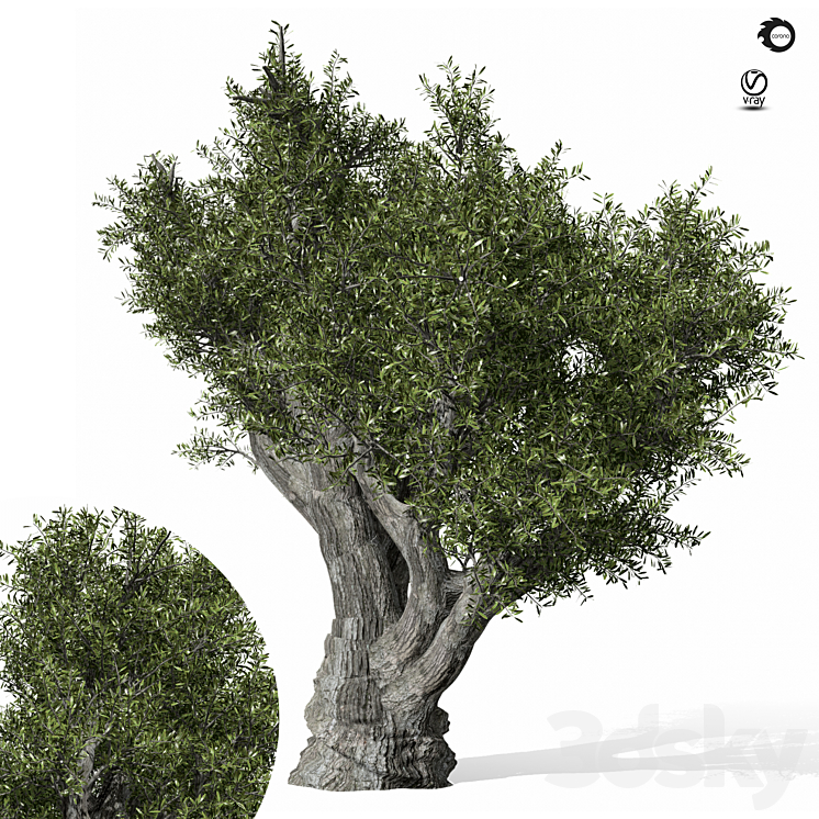 olive Tree 440 - Tree - 3D model