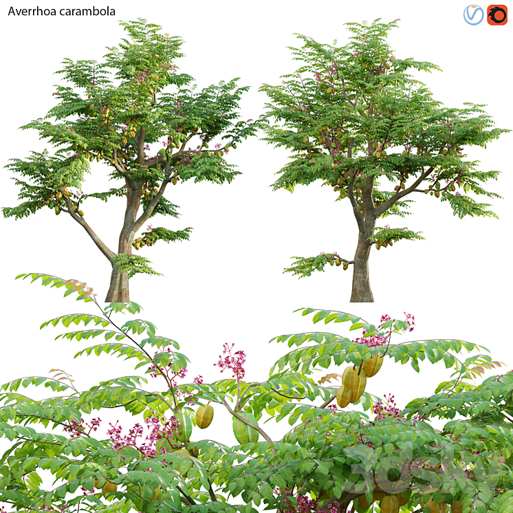 Averrhoa carambola - Starfruit tree - Tree - 3D model
