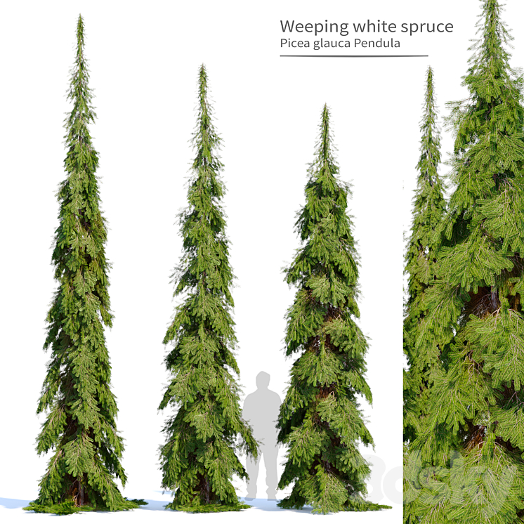 Weeping white spruce - Tree - 3D model