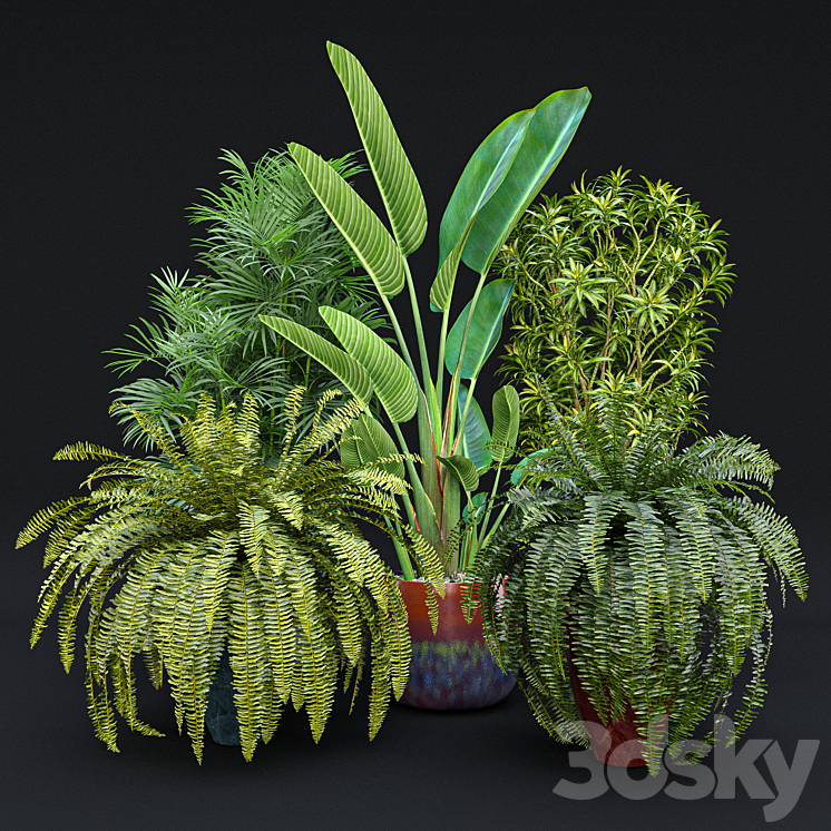 Set of indoor plants 9 (Strelitzia, reflex dracaena, chamedorea, fern ...