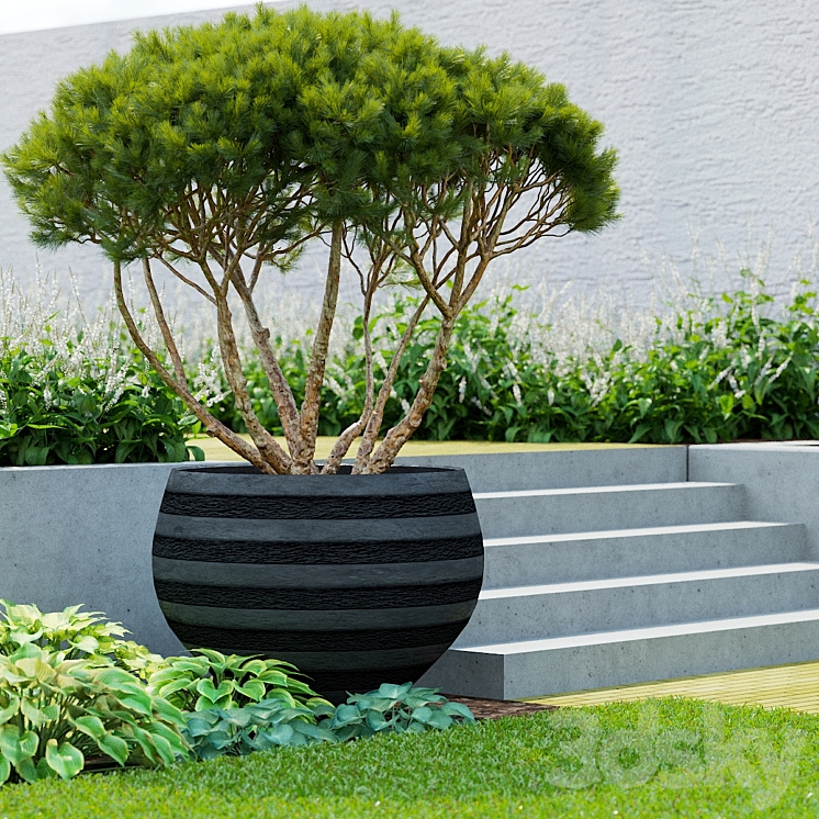 Mountain pine in flower pots | Pinus mugo - Indoor - 3D model