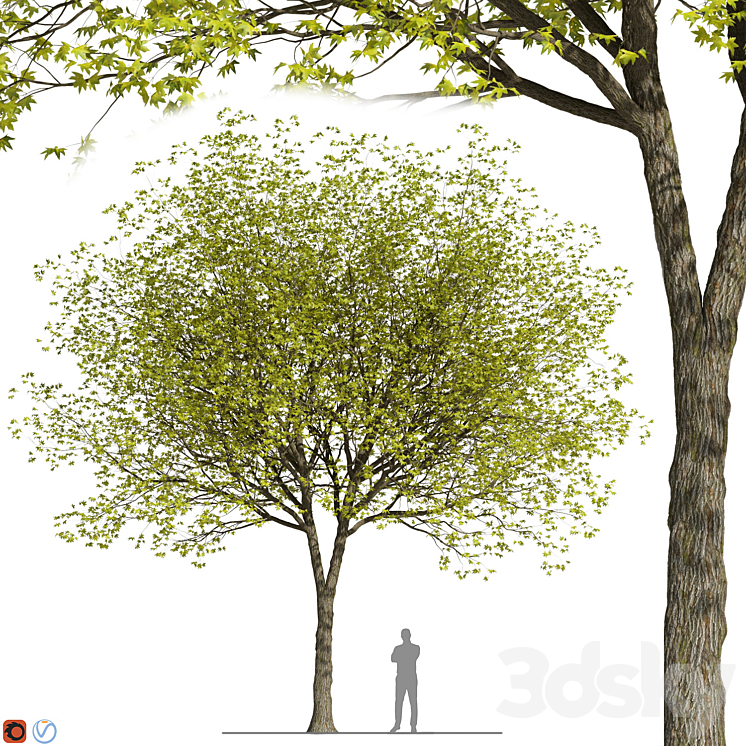 ORIENTAL PLANE Tree - Tree - 3D model