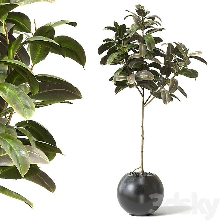 Rubber Tree 001 - Indoor - 3D model