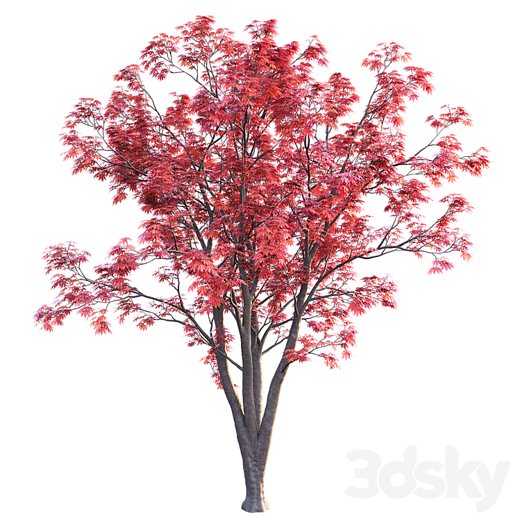 Japanese maple - Tree - 3D model