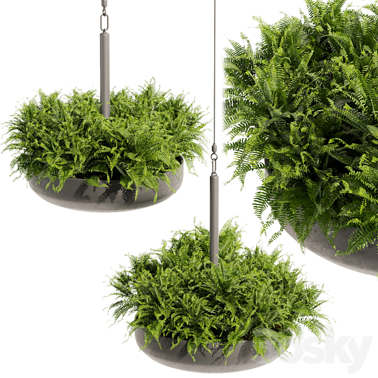 Collection plant vol 481 - fern - ampelous - hanging - Indoor - 3D model